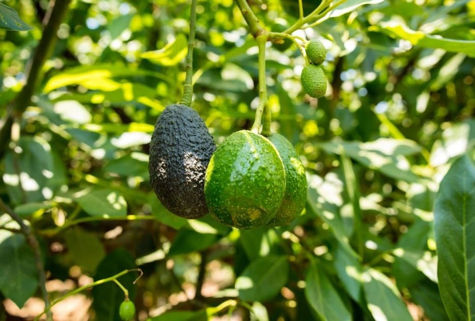 Software HydroCalc - Netafim