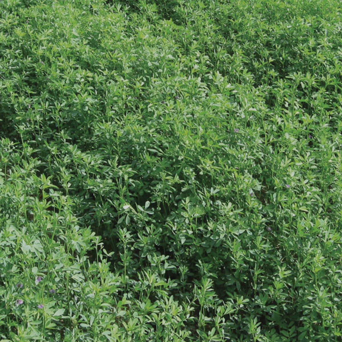 Productos y Soluciones | Netafim - Netafim