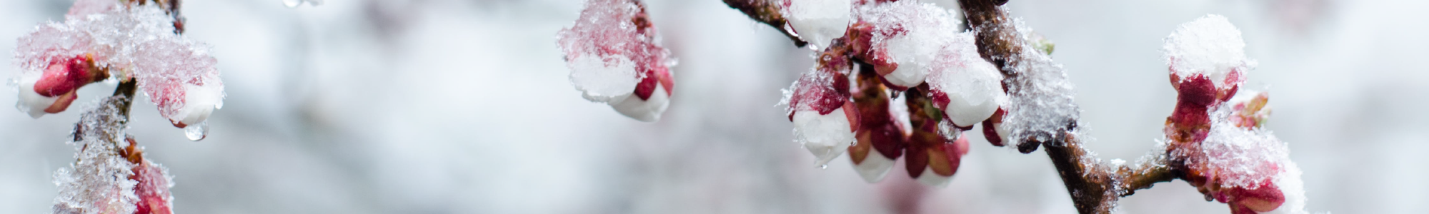 Cómo cuidar los cerezos de las heladas primaverales - Netafim